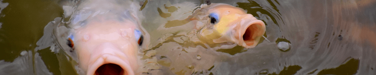 Koi krap | Živalski vrt Sikaluzoo