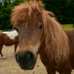 Najboljše družinsko doživetje | Živalski vrt Sikaluzoo