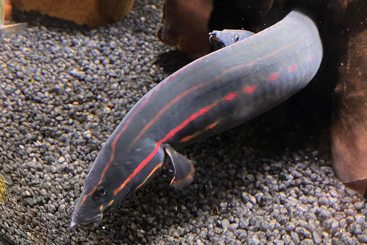 Ognjena jegulja | Živalski vrt Sikaluzoo