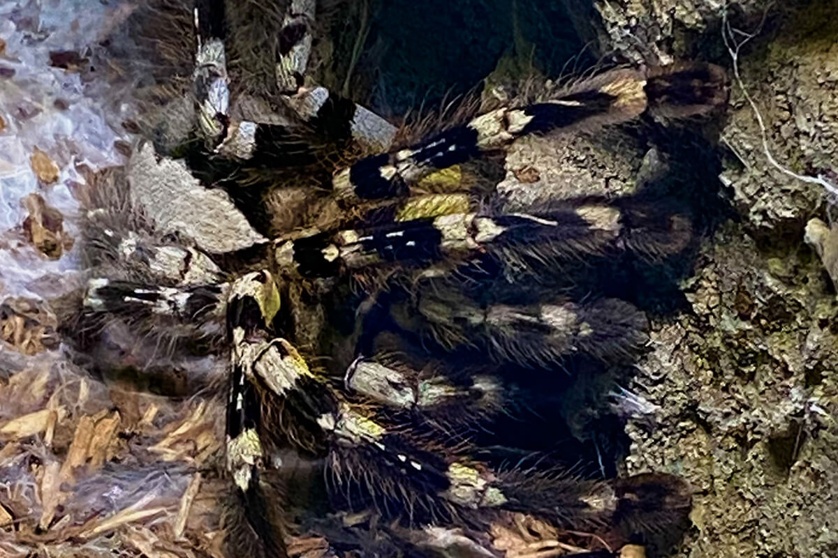 Ptičji pajek (Modri pavijan) | Živalski vrt Sikaluzoo